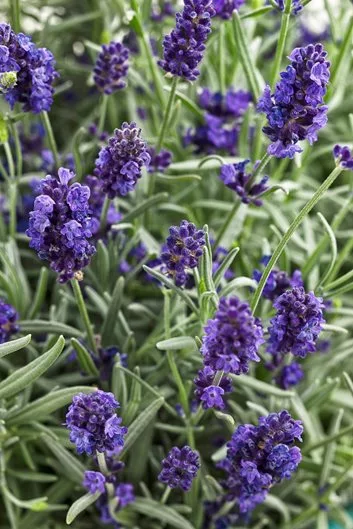 Plantele care te scapă de țânțari: lavanda, busuiocul, menta. - DINPOPOR Plantele care te scapă de țânțari: lavanda, busuiocul, menta. - DINPOPOR